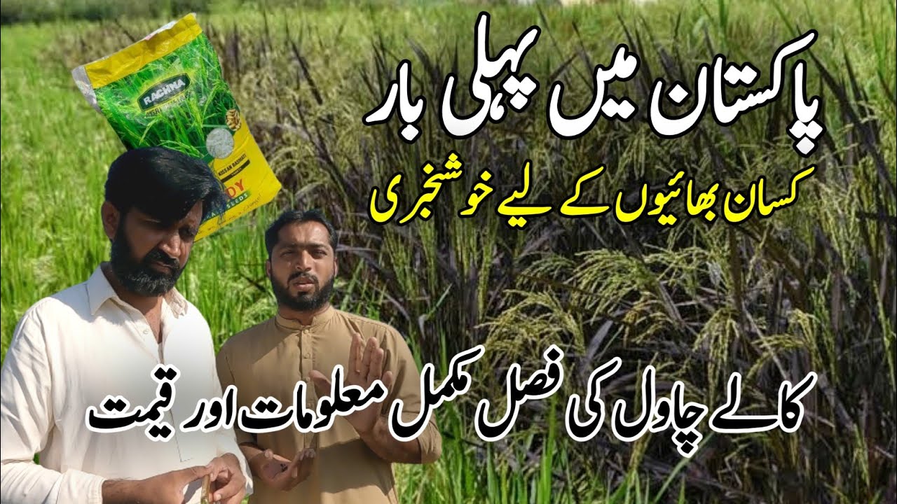 Black Rice Farming in Pakistan | How To Cultivate Black Rice | Black ...