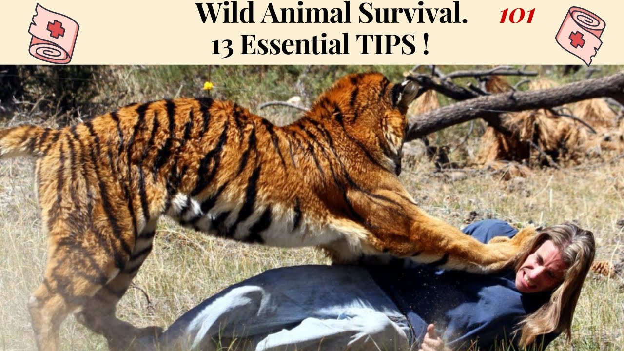 Wild Animal SURVIVAL 101 13 Essential TIPS ! - YouTube
