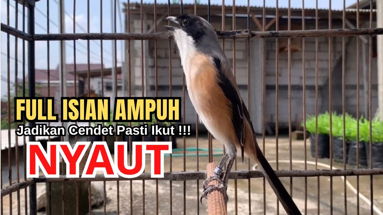 cendet gacor FULL ISIAN AMPUH buat PANCINGAN CENDET AGAR NYAUT jadikan ...