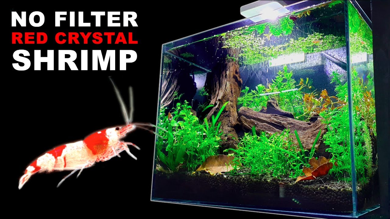 Shrimp Tank TOWER Ep5: Adding CRYSTAL Reds ᴴᴰ (How To Aquascape: No ...
