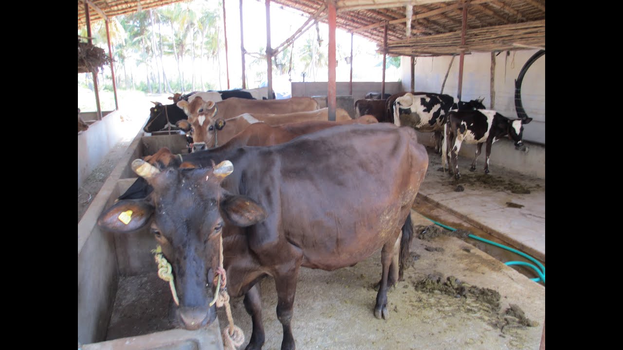 Dairy farm- An interview with the leading farmer - YouTube