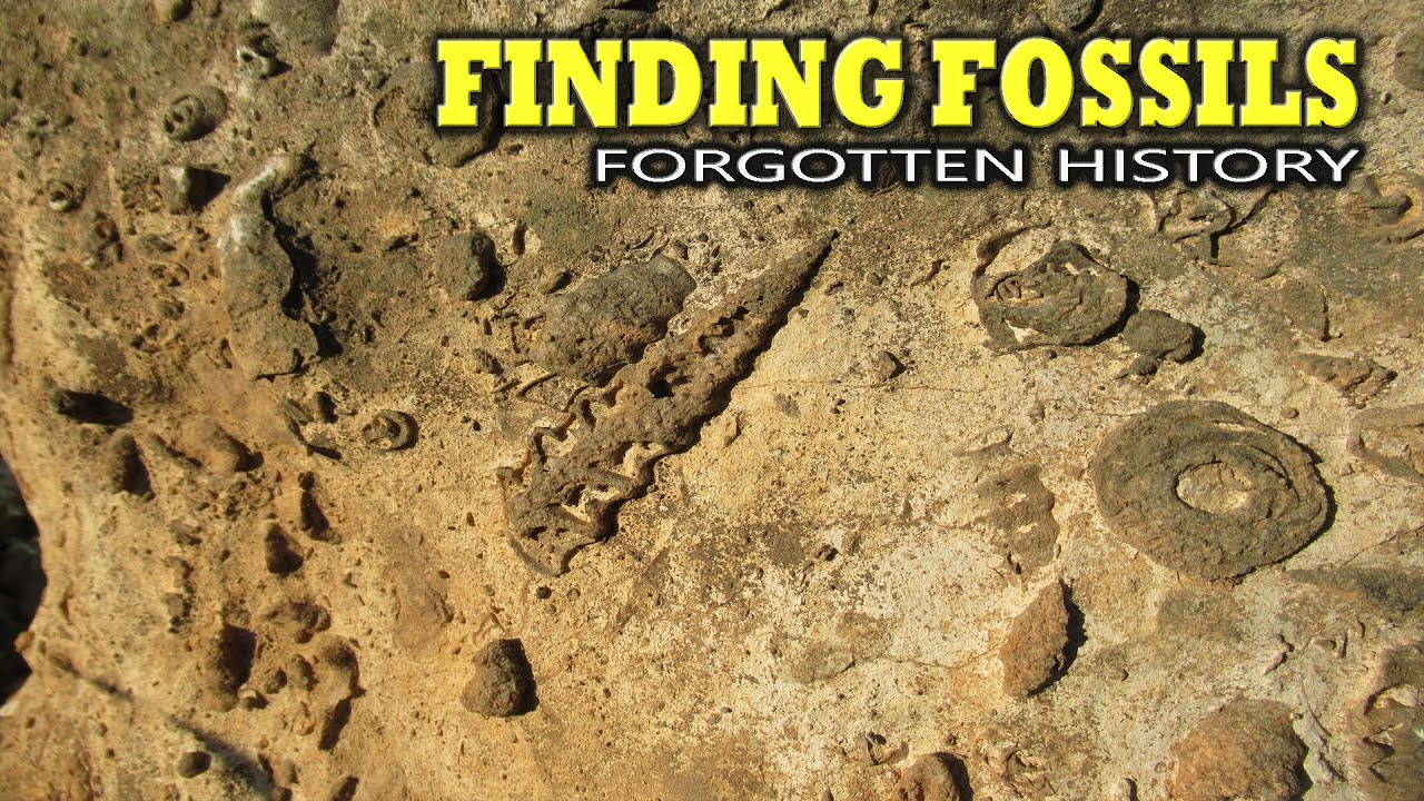 Finding Fossils - Forgotten History - YouTube