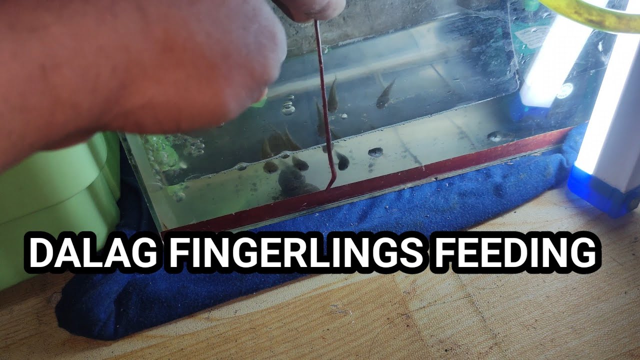 FEEDING DALAG FINGERLINGS II SNAKEHEADS - YouTube