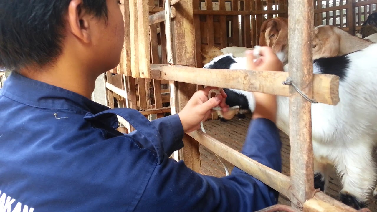 Usaha penggemukan kambing di FAMILY FARM - YouTube