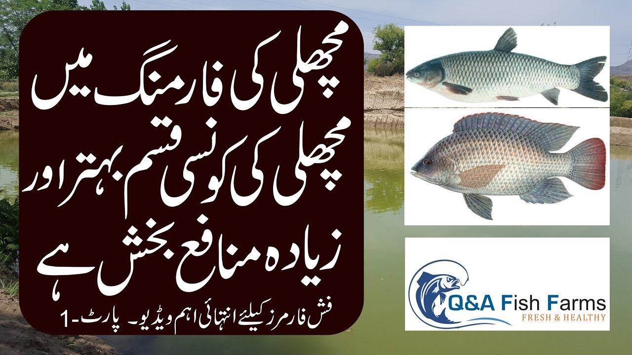 Introduction to Fish Farming, How to select the type of Fish(Species ...