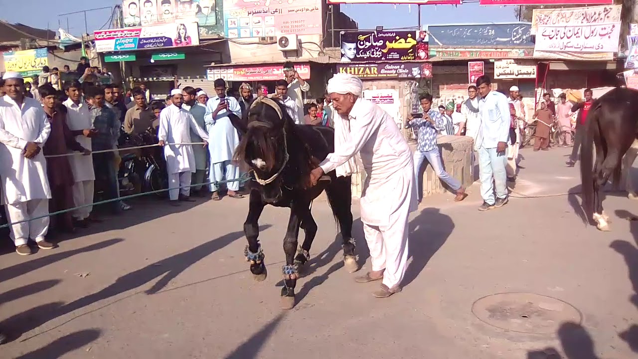 Amazing Pakistan | Beautiful Horse Dance - YouTube