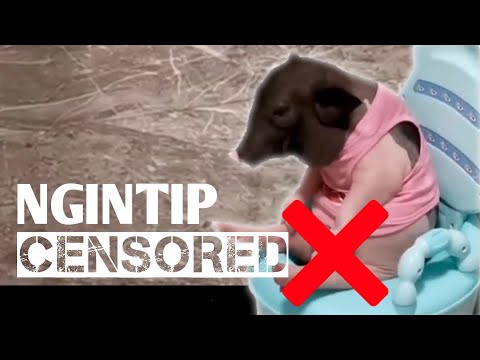 LUCU BANGET  || NGINTIP BABI LAGI DI TOILET #shorts