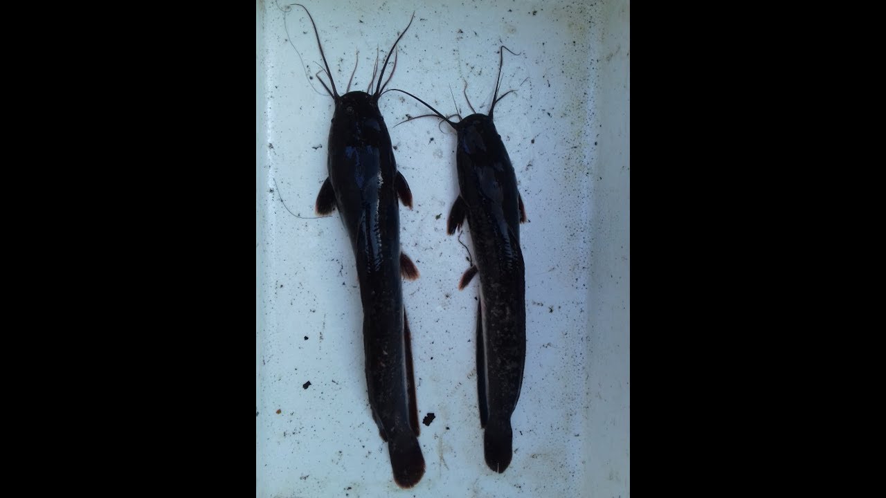 Ciri-Ciri Ikan Lele Mutiara - YouTube