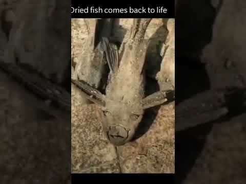 Dried fish comes back to life.. Lives 30days without water #shorts # ...