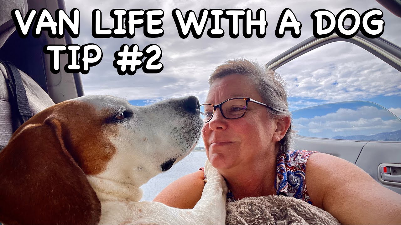 VAN LIFE CAMPING WITH A DOG TIPS & TRICKS | Solo female van life ...