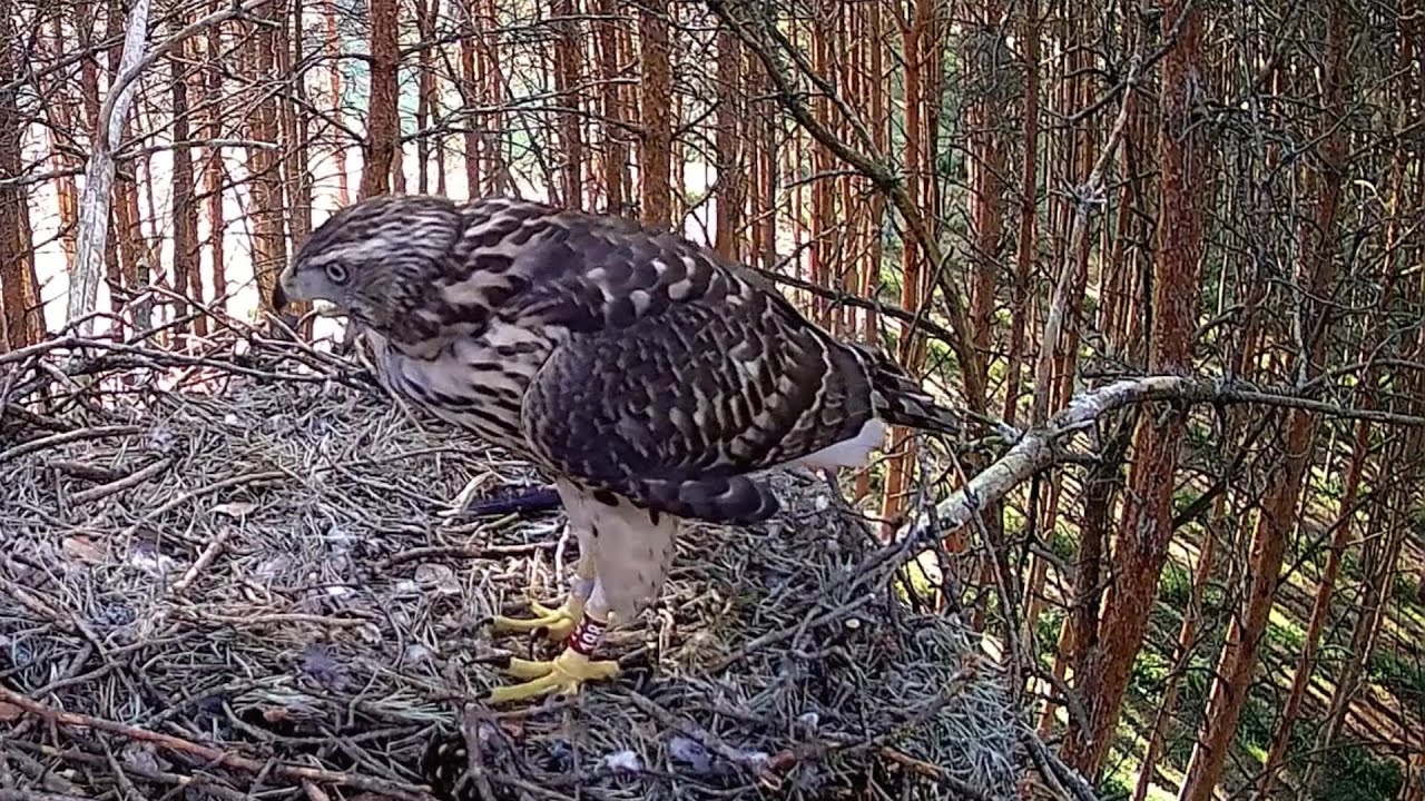 Kanakull::Goshawk~Hawklet 198 returns home another is calling outside~7 ...