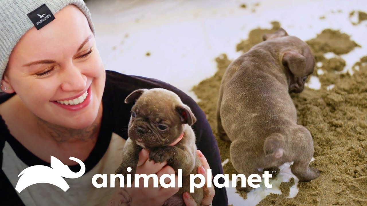 ¡Amanda lleva cachorros a la playa! | Amanda al rescate | Animal Planet ...