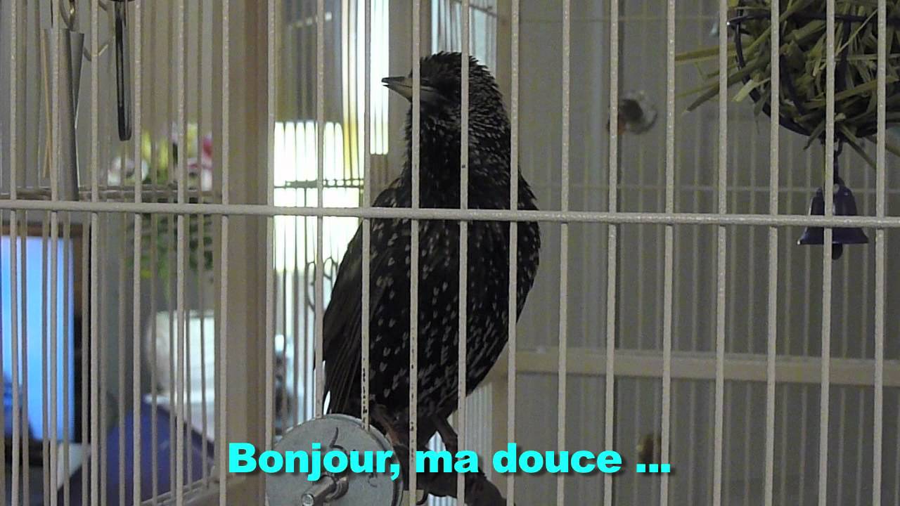 Talking Starling With Subtitles - YouTube