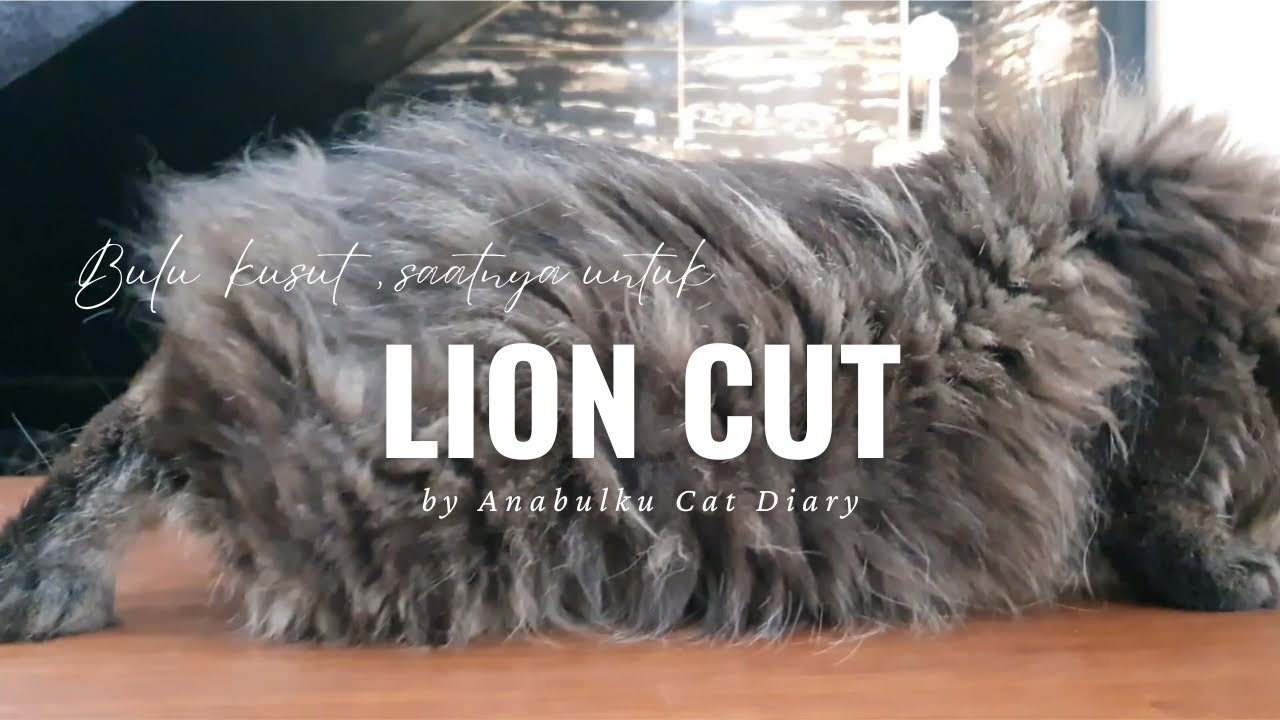 CARA LION CAT BULU KUCING YANG KUSUT AGAR TUMBUH KEMBALI BULU YANG ...