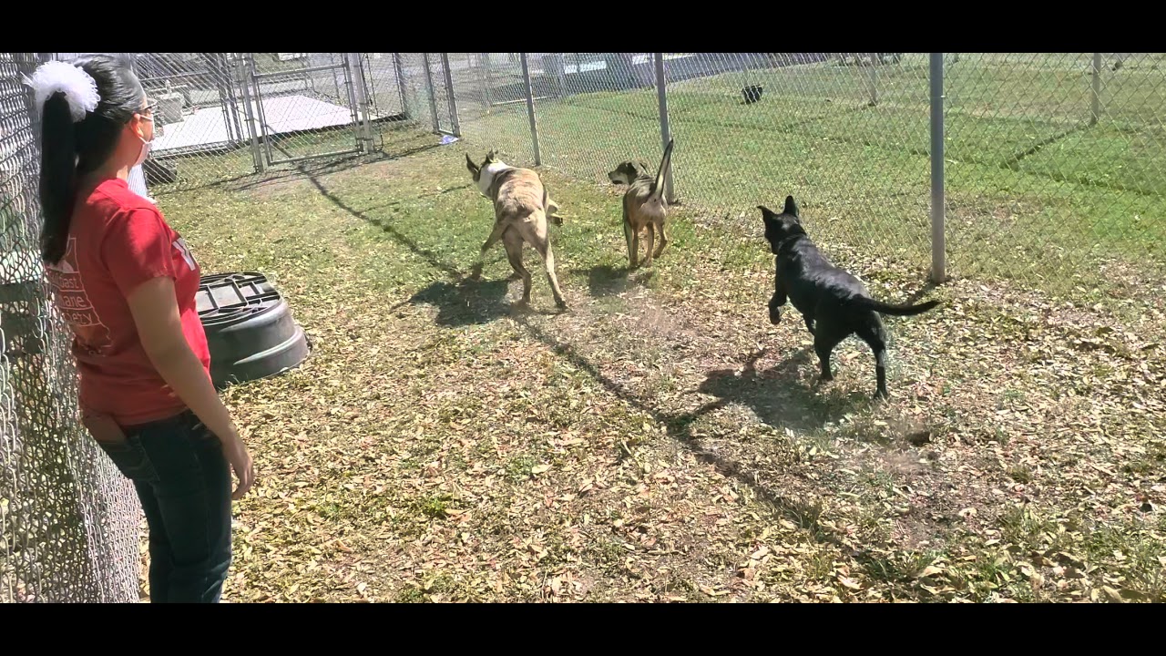 Cannon, Meatball, General, Trixie - YouTube