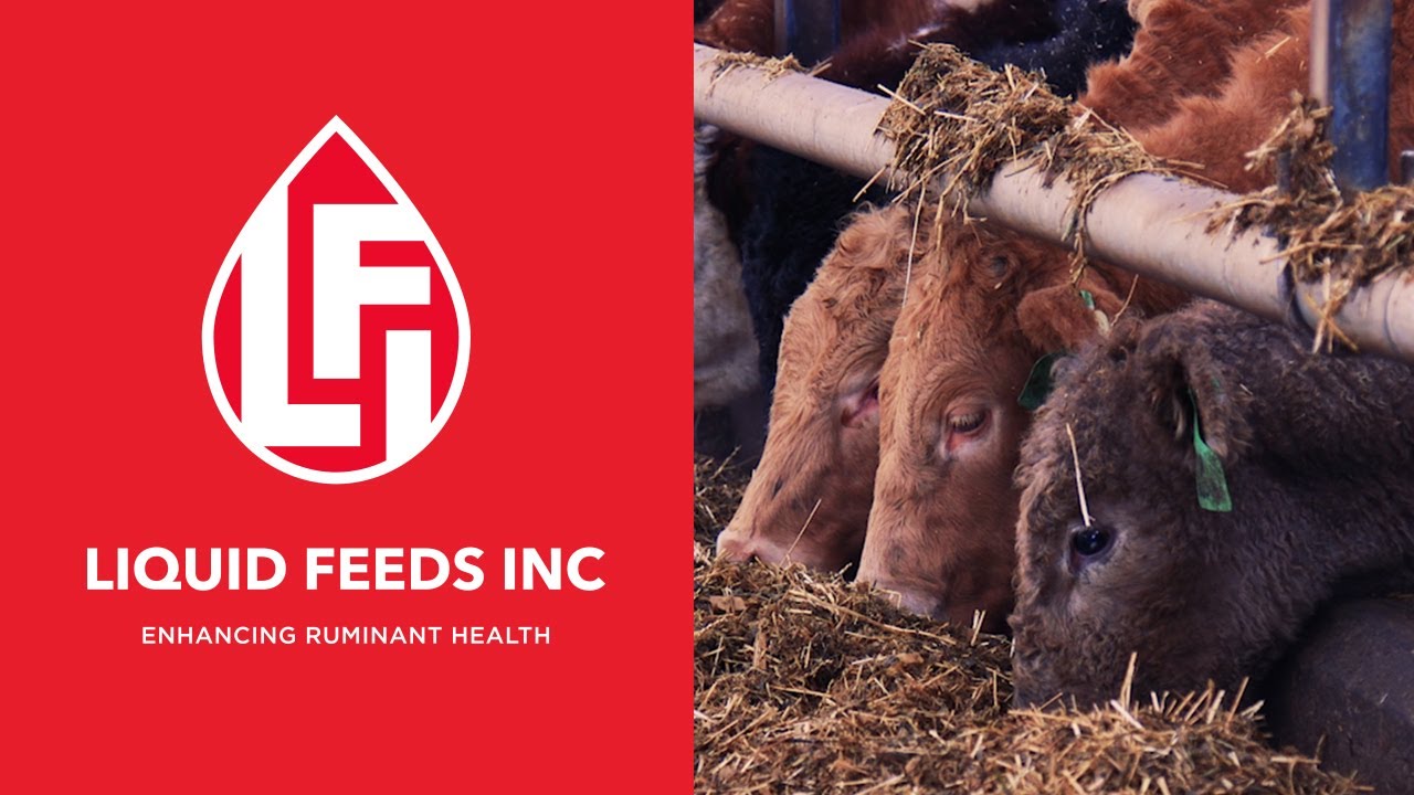 Liquid Feed Testimonial Showcase | Liquid Feeds - YouTube