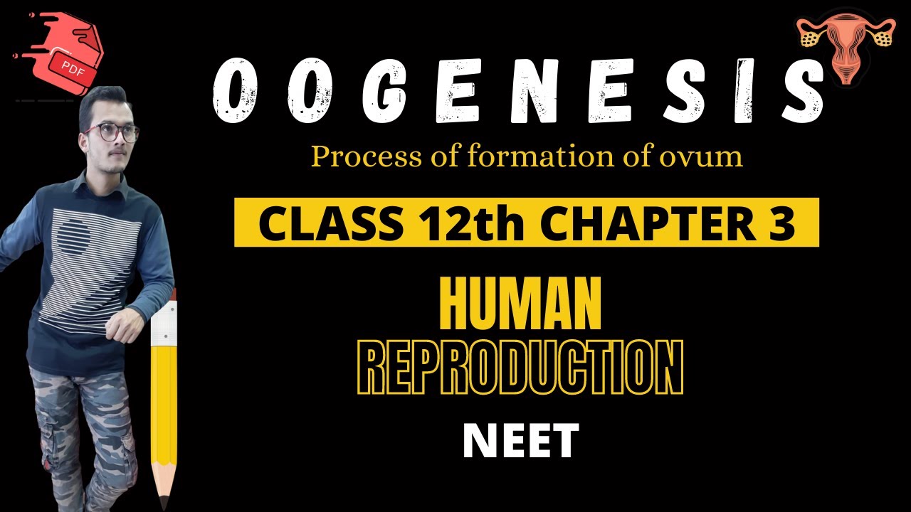 Oogenesis-Process of Ovum formation (with diagram) -Human Reproduction ...