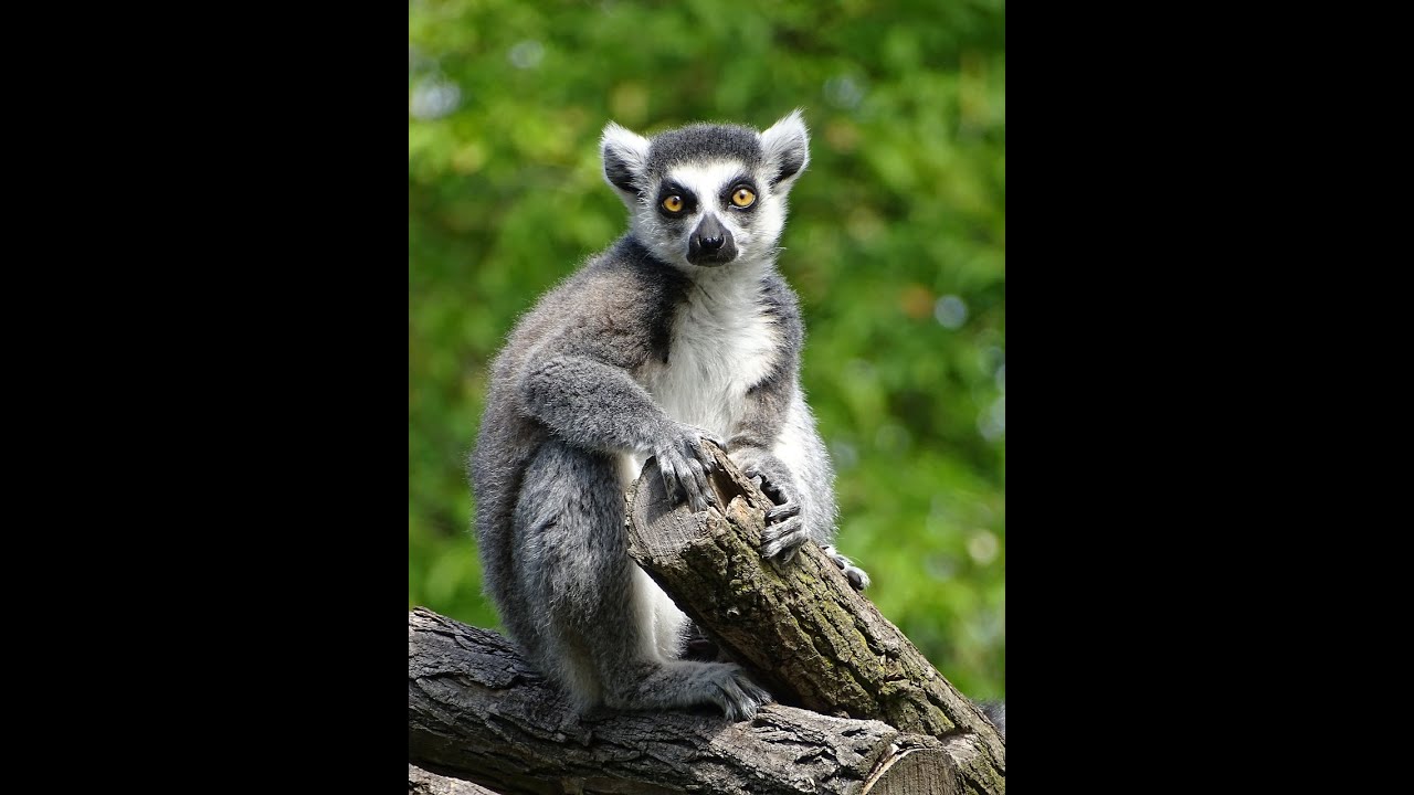 Discovering Lemurs: Behavior, Life, and Lessons for Humans - YouTube
