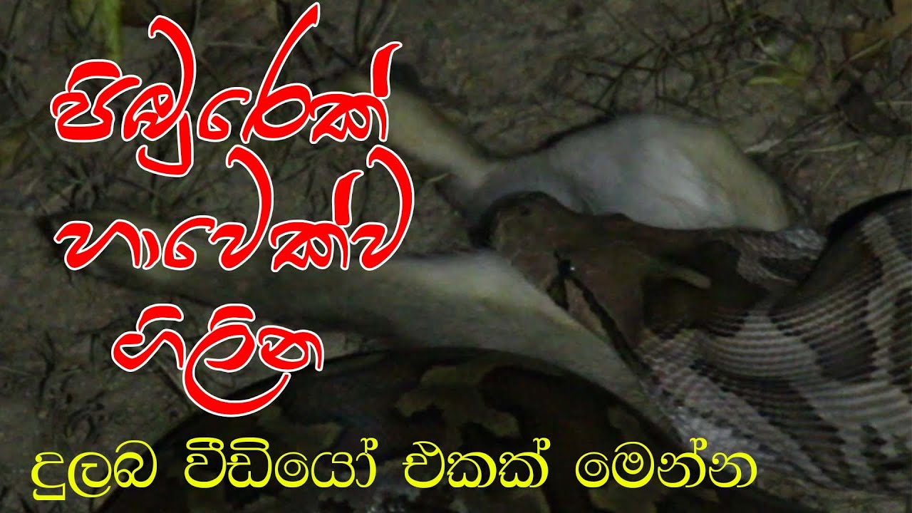 Python swallows a rabbit caught to camera । OFFROAD TV - YouTube