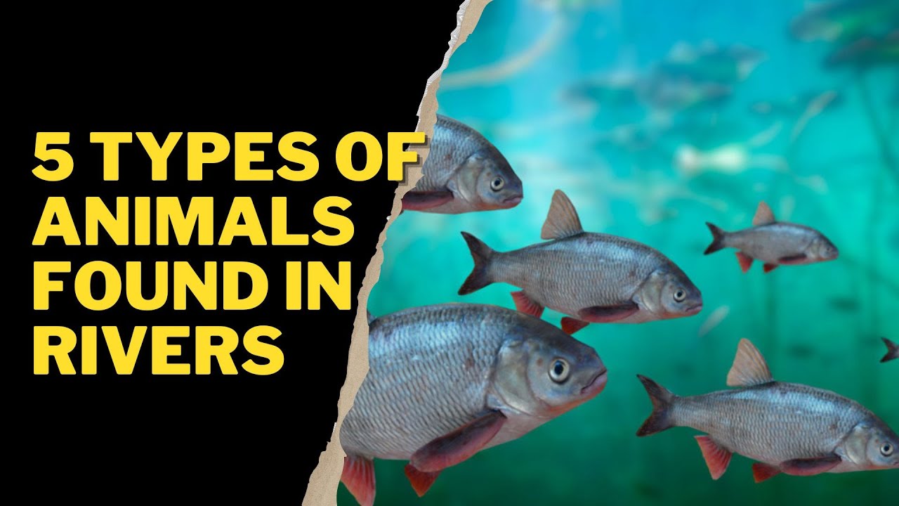 5 TYPES OF ANIMALS FOUND IN RIVERS - YouTube