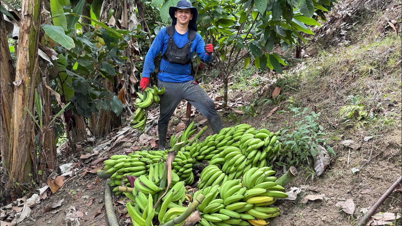 LA GRAN COSECHA DE BANANO QUE RECOLECTAMOS | Los Barrerita - YouTube