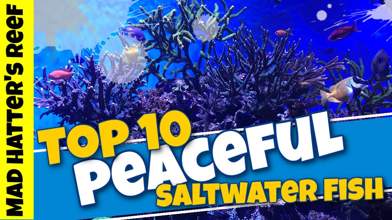 Top 10 Peaceful Saltwater Fish - YouTube