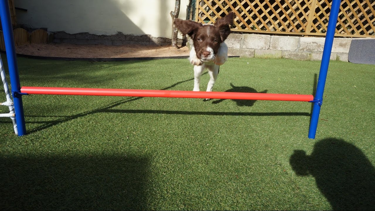 Duke - Springer Spaniel 10 weeks old - Sit,Stay,Lie down,Fetch Training ...