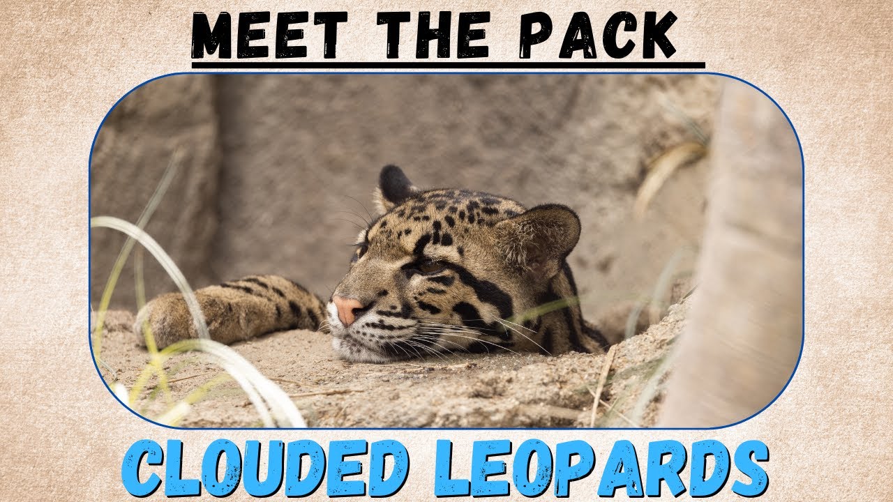 Meet the pack: Clouded leopards - YouTube