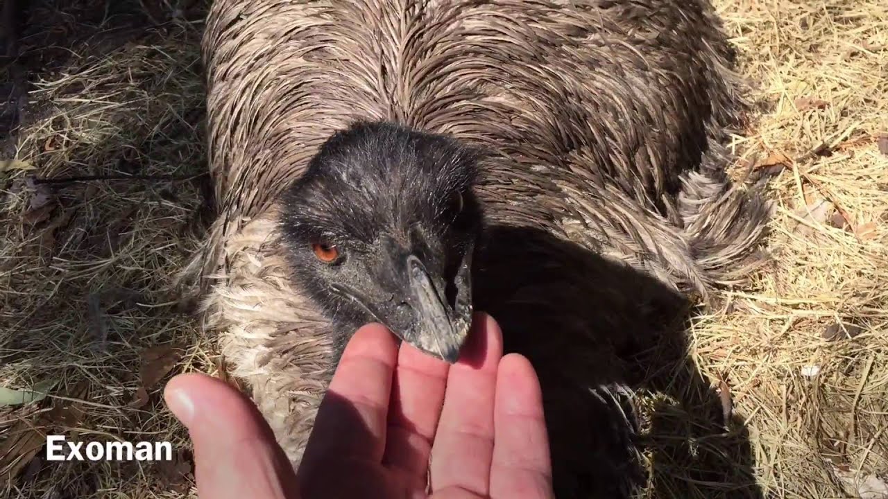 Some emu hatchling footage. Emu chicks in the nest - YouTube
