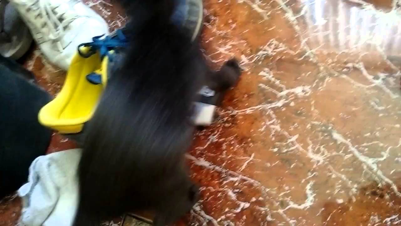 Mi Peusa peleando con un ratón - YouTube