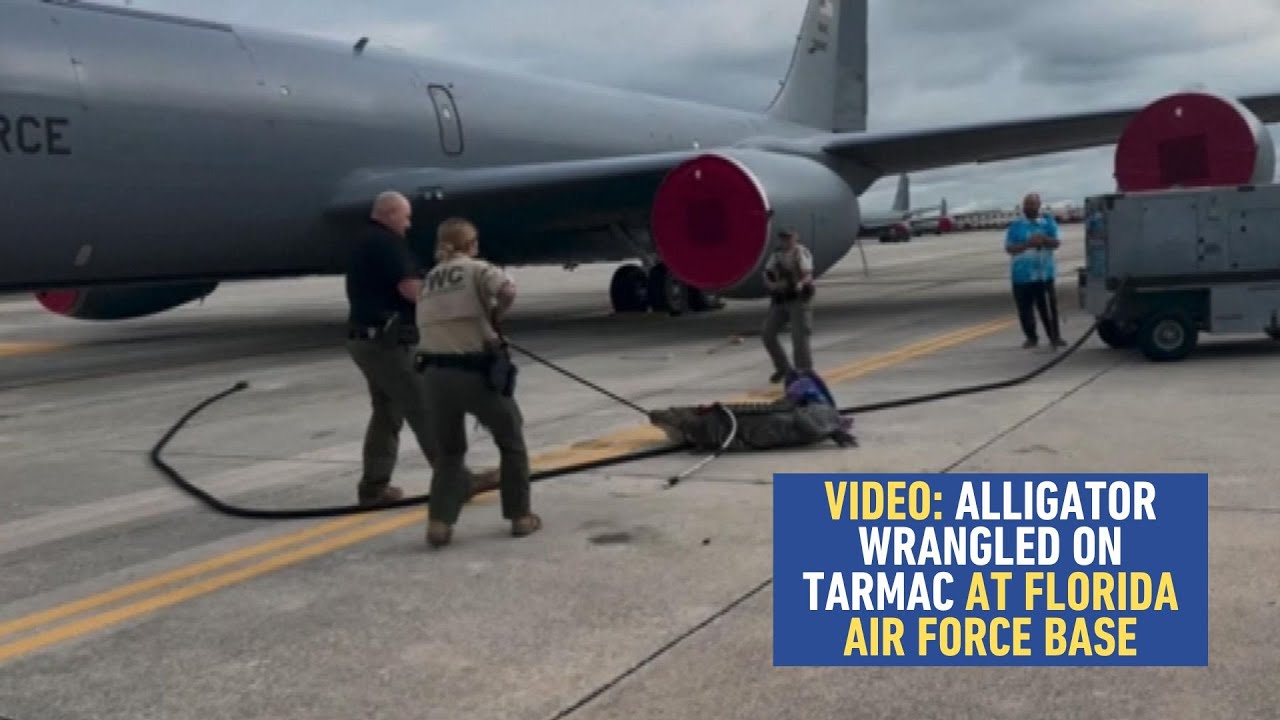 Video: #Alligator Wrangled on Tarmac at Florida Air Force Base - YouTube