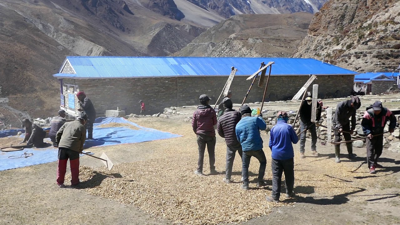 Threshing Barley in Naar, Nepal - YouTube