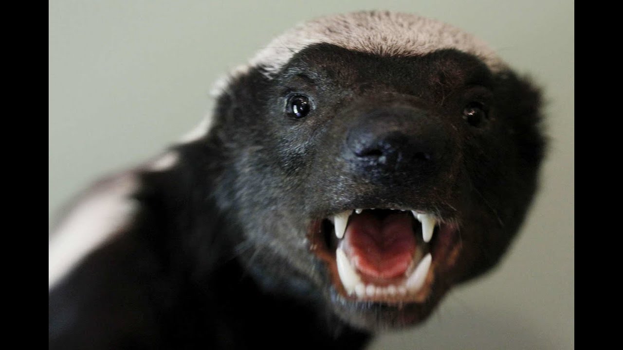 Fast and Furious. Honey badger #shots - YouTube