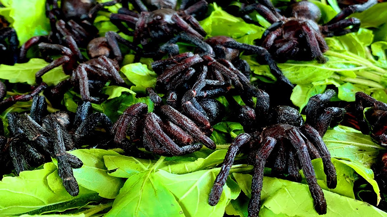 OMG!!! Catch Spider at Home & Cook Delicious - YouTube