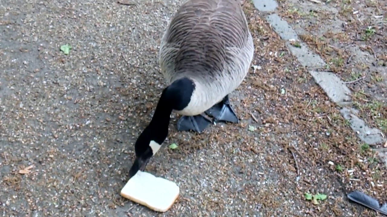 Goose fighting over the bread - YouTube