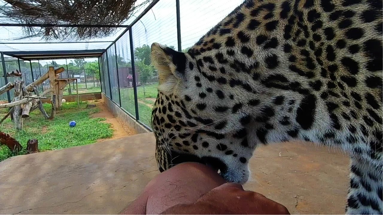 Leopard Cosmo Bite - YouTube