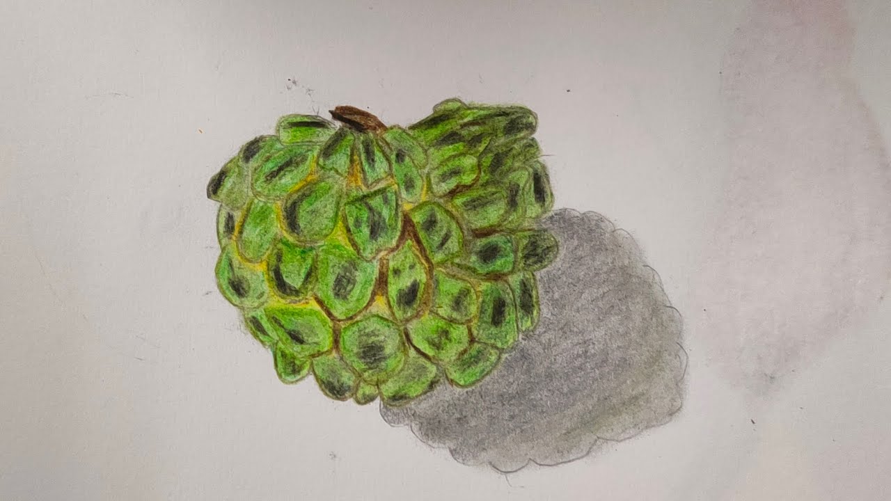 How to draw a custard apple drawing step by step|custard apple drawing ...