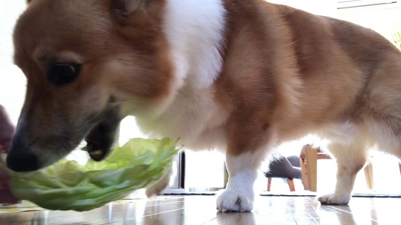 キャベツ大好き💛コーギー犬 ! （17） I love cabbage ! Welsh Corgi - YouTube
