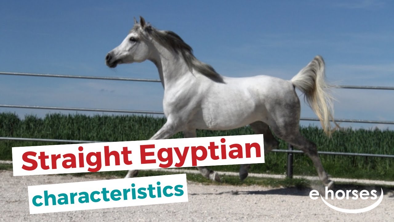 Straight Egyptian Horse | characteristics, origin & disciplines - YouTube