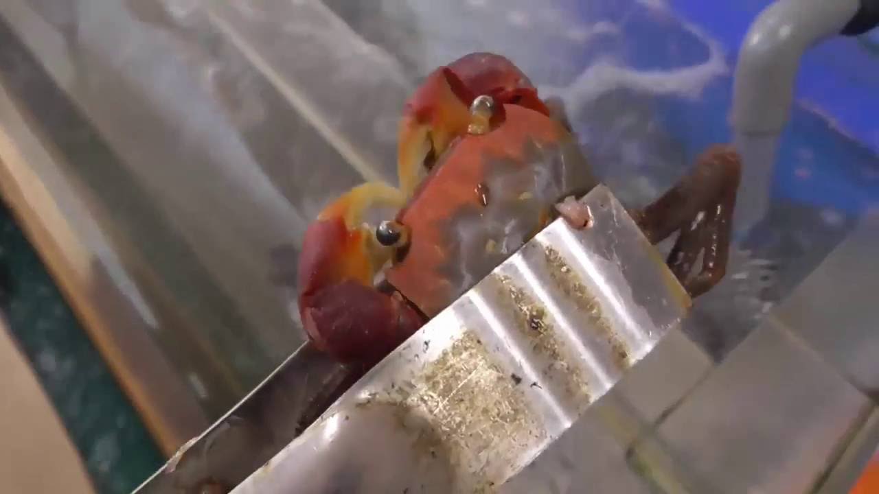 Feeding a Crab to My Parrot Fish - YouTube