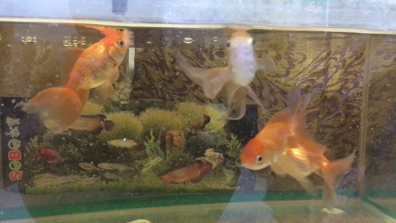Fish 🐠 - YouTube