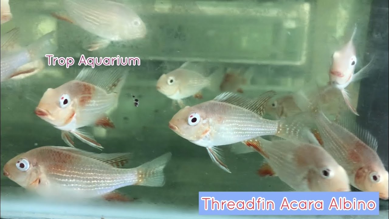 Threadfin Acara Albino (Acarichthys Heckelii Albino) - YouTube