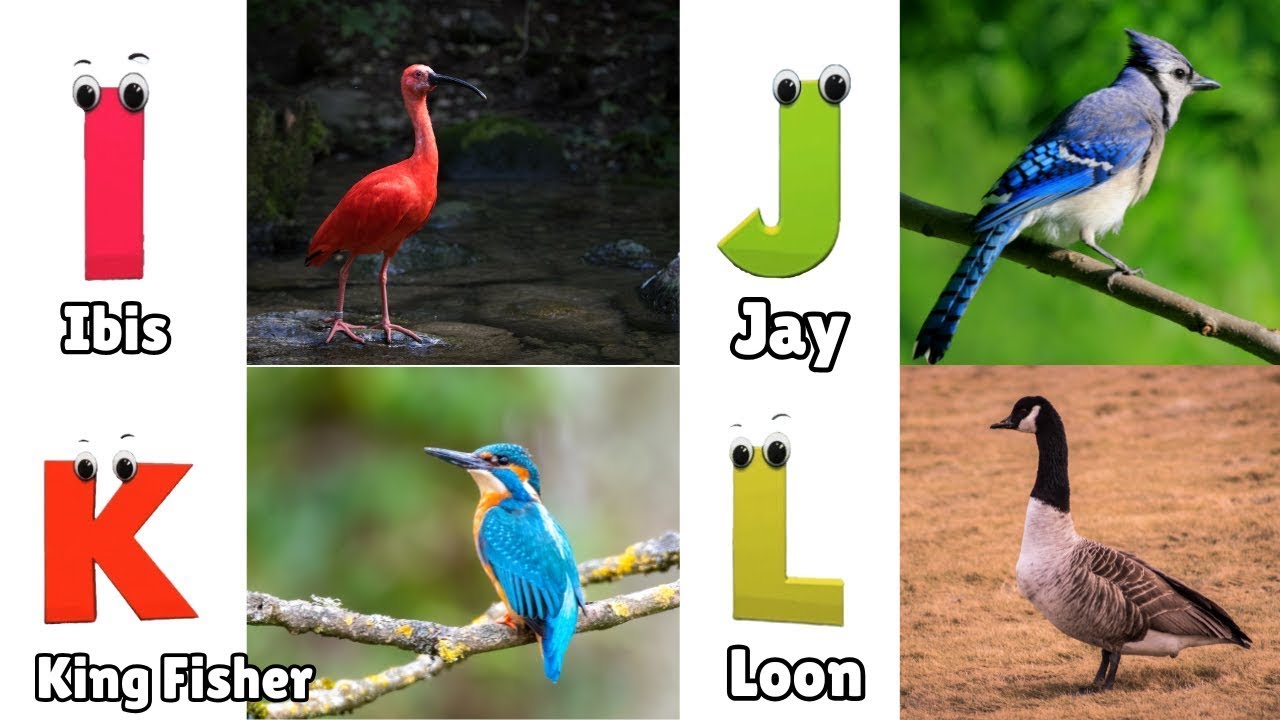 Birds phonics song for toddlers| Abc Song for kids| Learn Alphabets ...