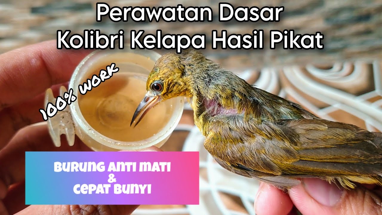 PERAWATAN DASAR BURUNG KOLIBRI KELAPA HASIL PIKAT | MANGGAR | KORLAP ...