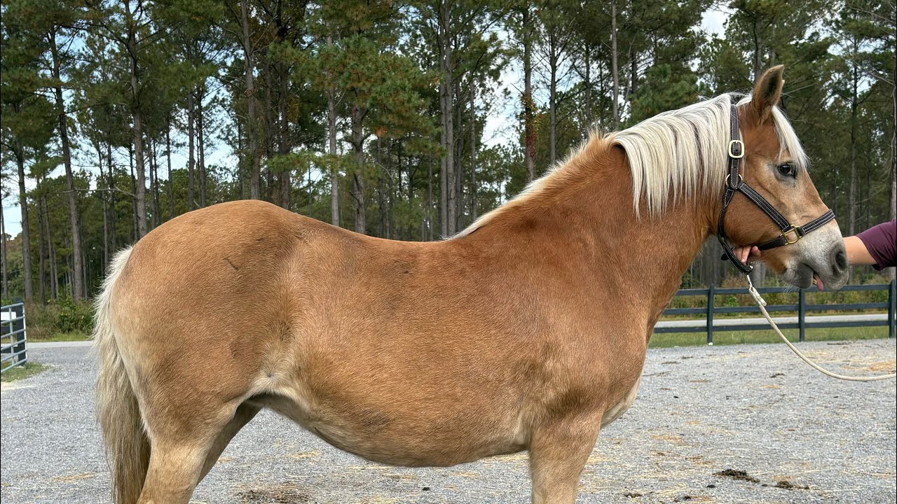 Haflinger Mare Driving - YouTube