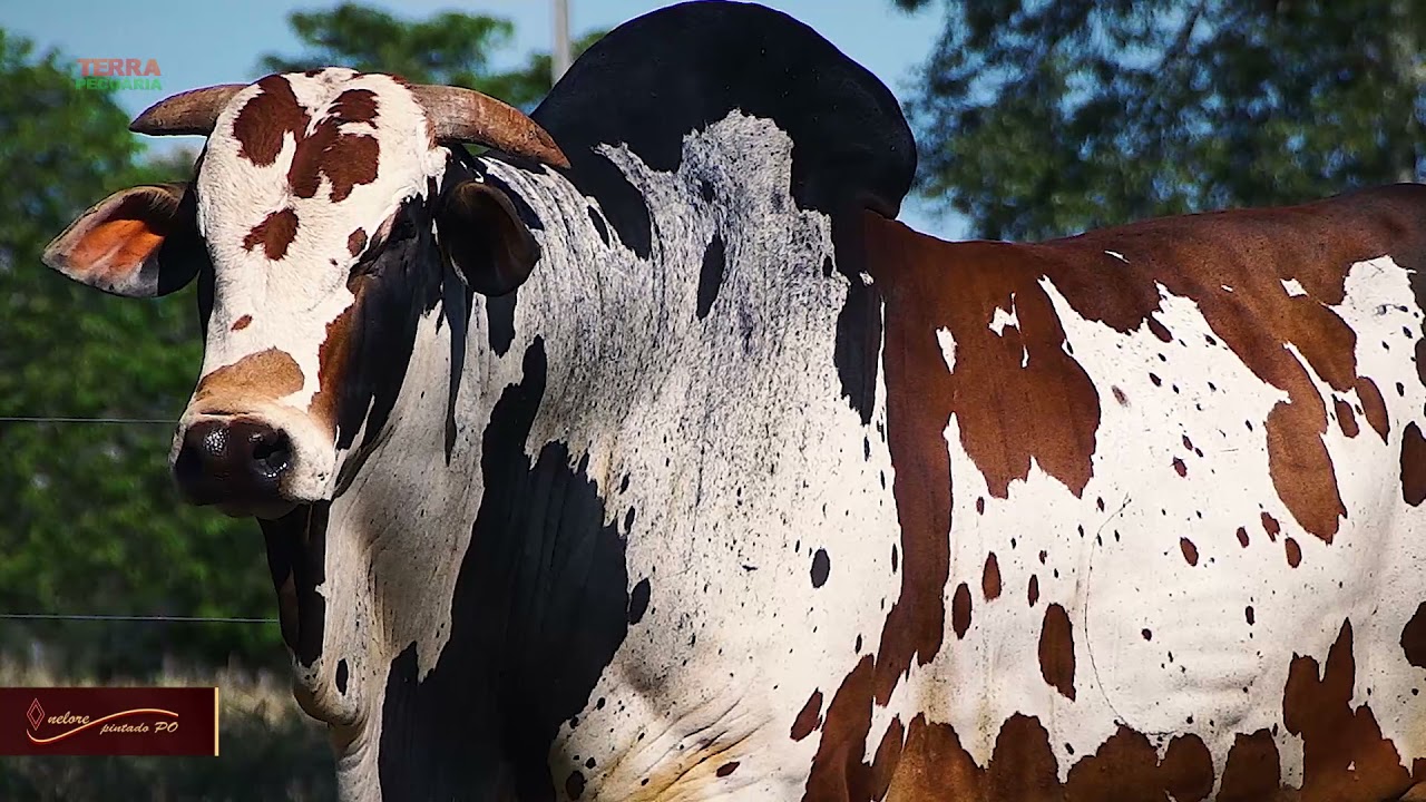 Leilão Nelore Pintado P.O Helio Corrêa de Assunção 2021 - YouTube