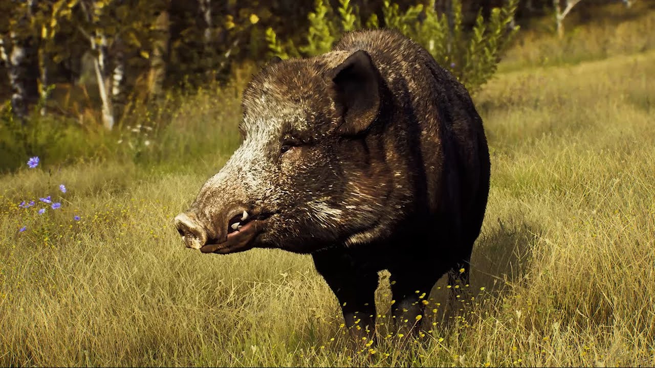 Way of the Hunter - Animals of Transylvania Trailer | PS5 - YouTube