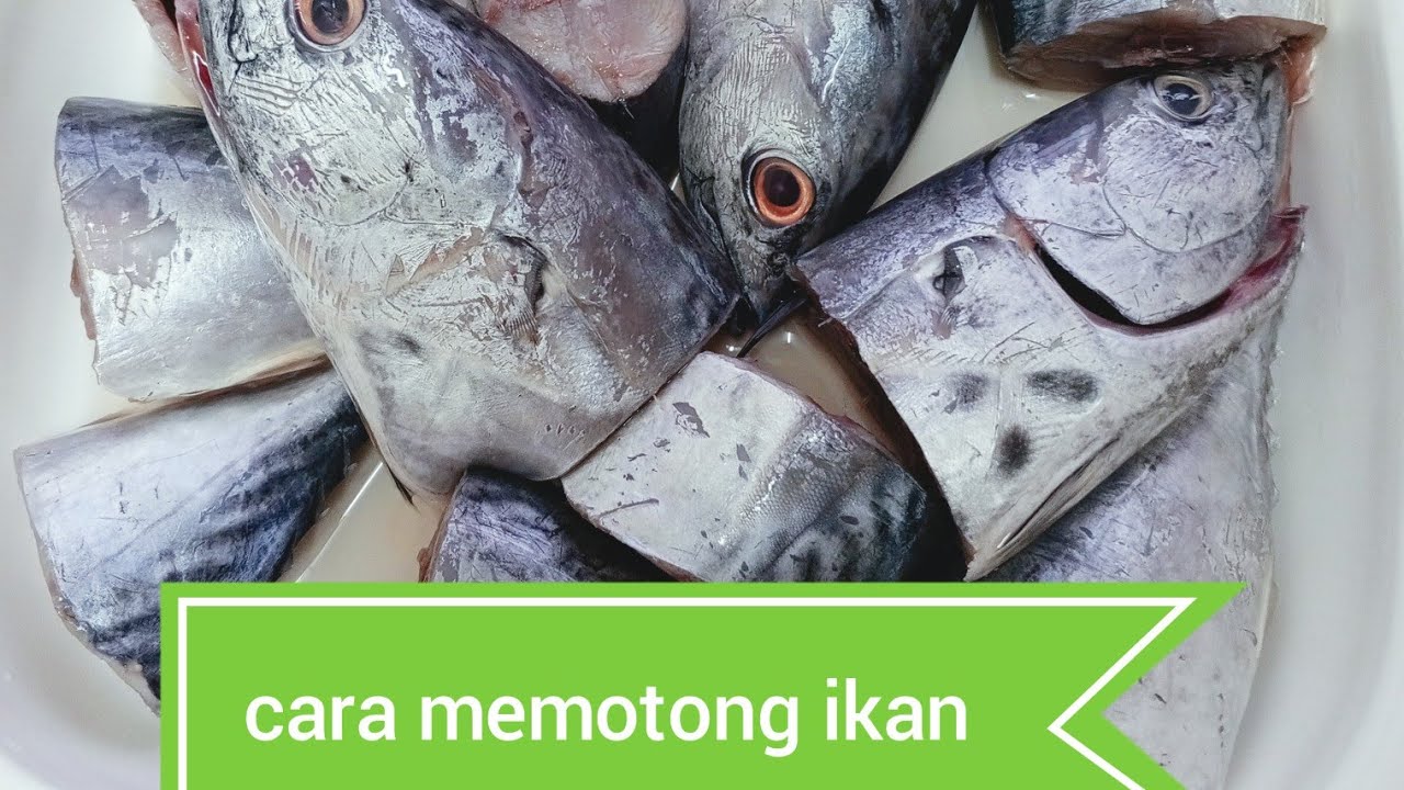 Cara Potong Ikan tongkol dan cara membersihkan ikan tongkol - YouTube