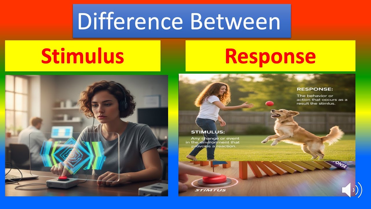 Differences Between Of Stimulus And Response - YouTube