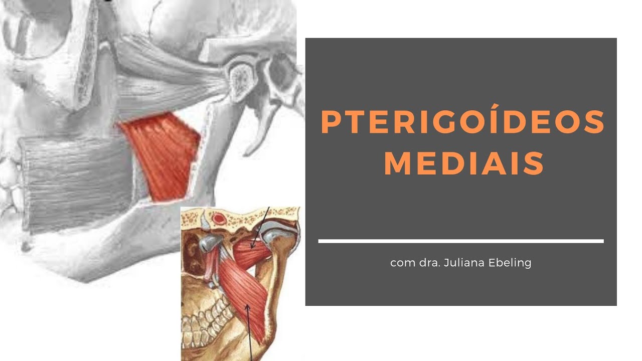 #5 Músculo Pterigoídeo Medial - YouTube